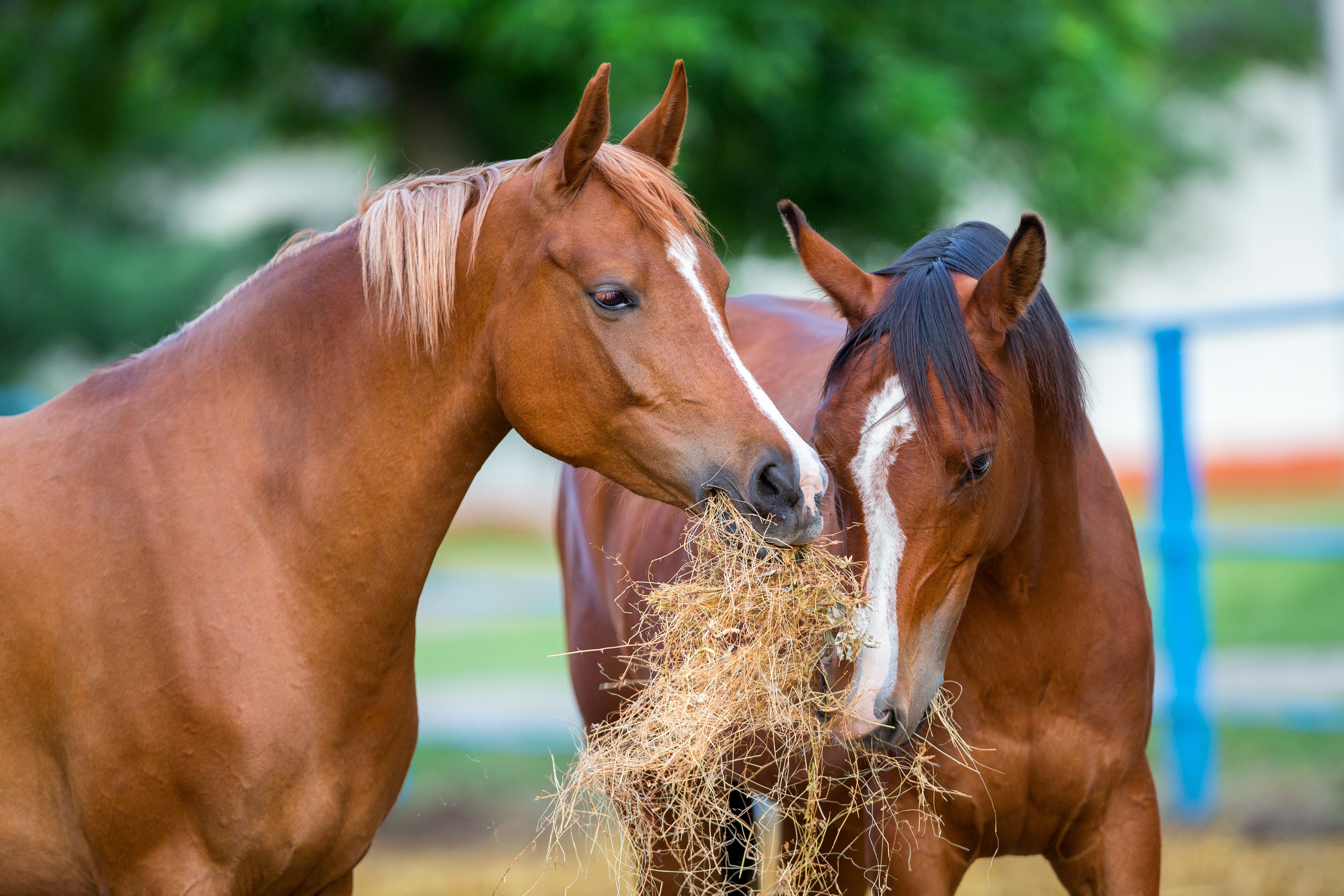 La colique chez le cheval : 30 conseils d'urgence et de prévention
