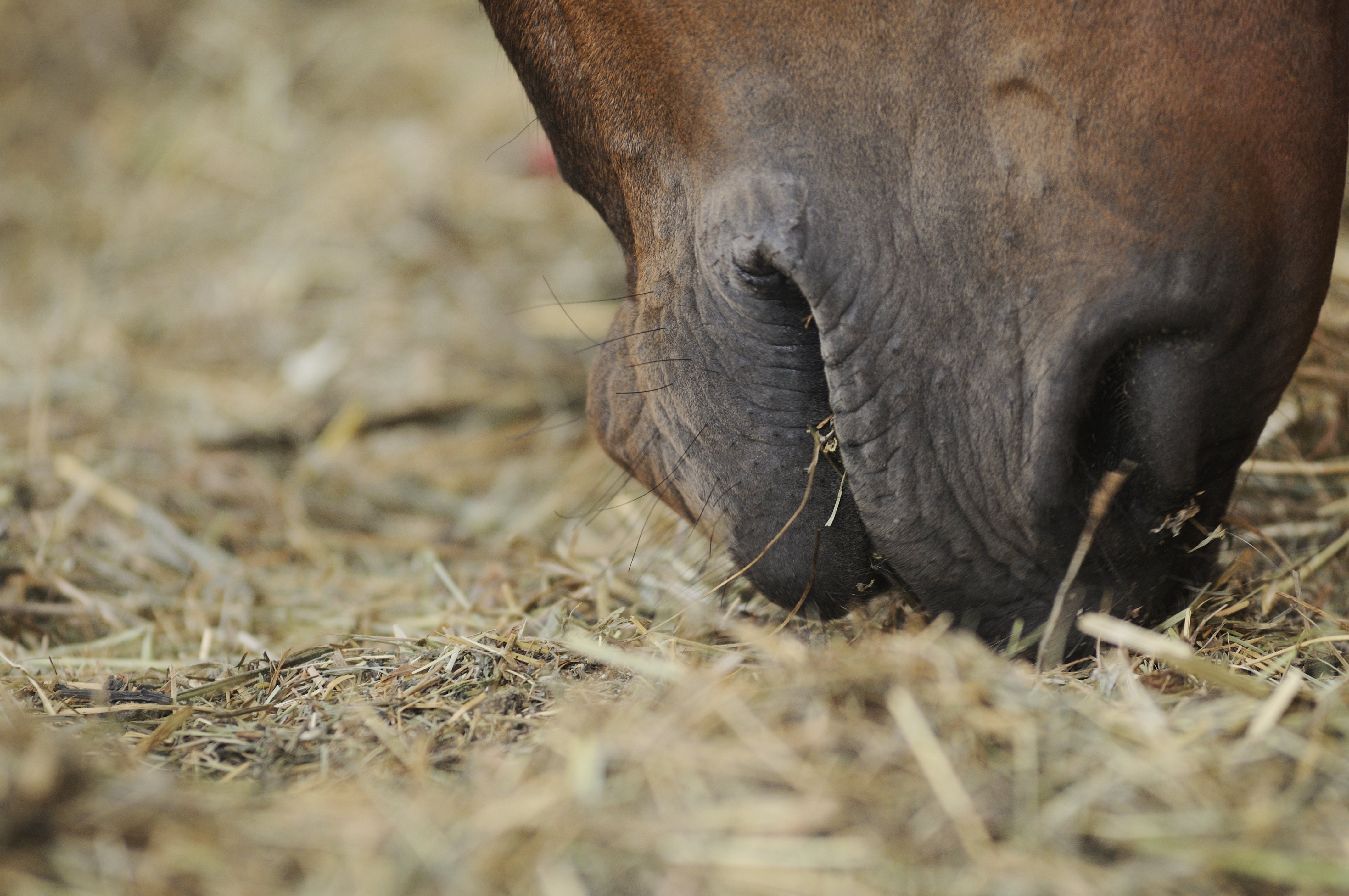 Signs of ulcers in horses - symptoms to watch out for