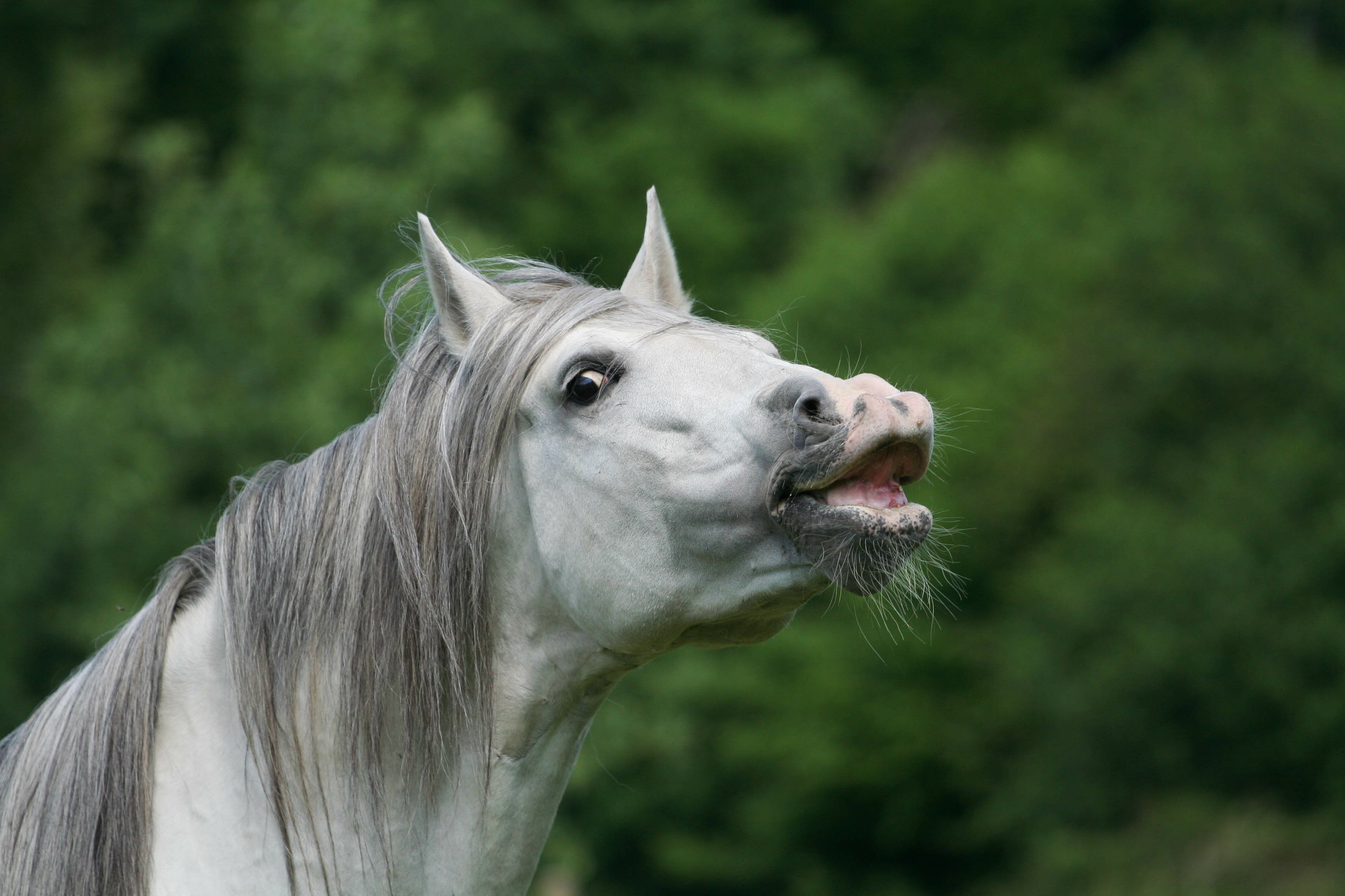 Signs of ulcers in horses - symptoms to watch out for