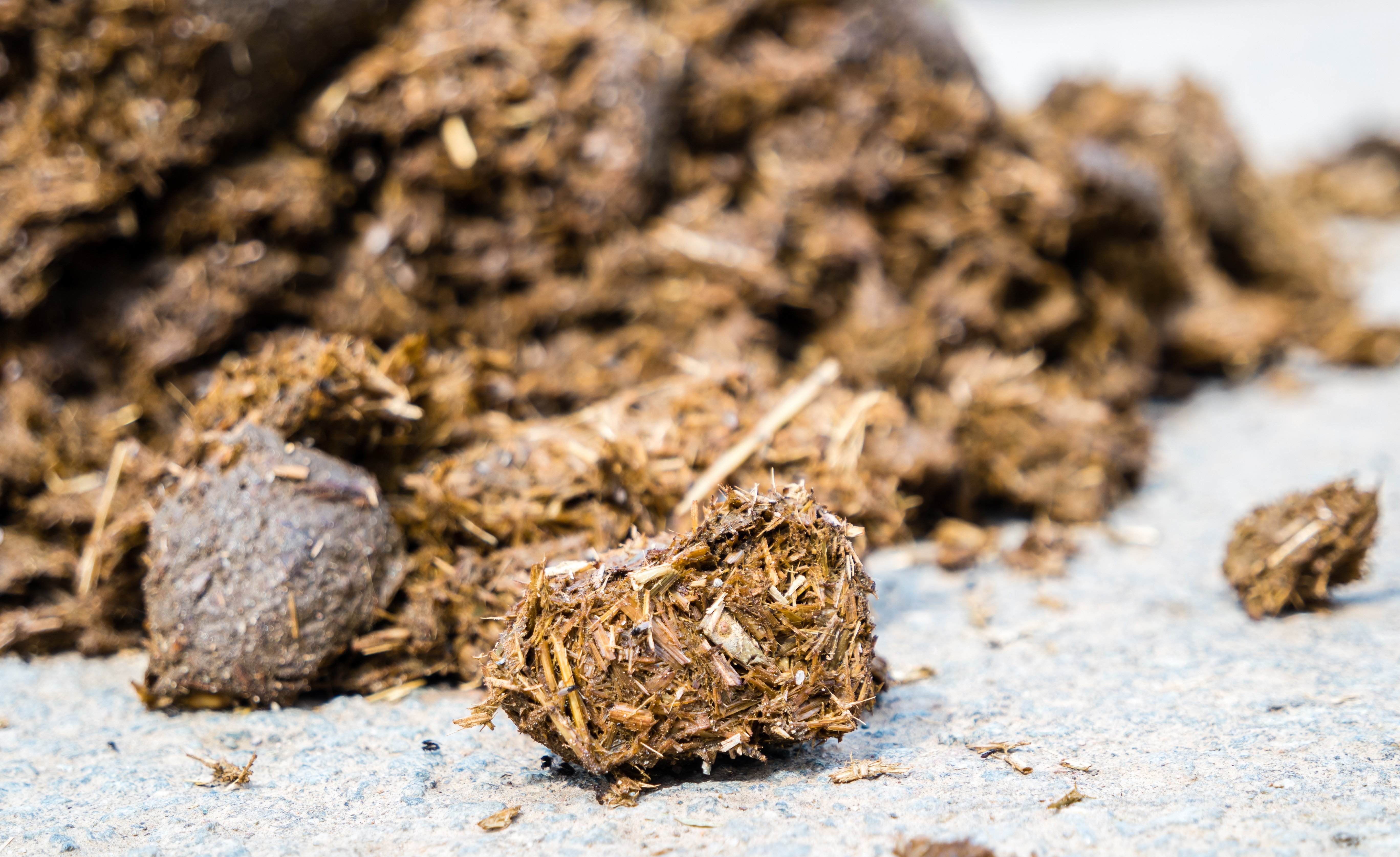 La colique chez le cheval : 30 conseils d'urgence et de prévention