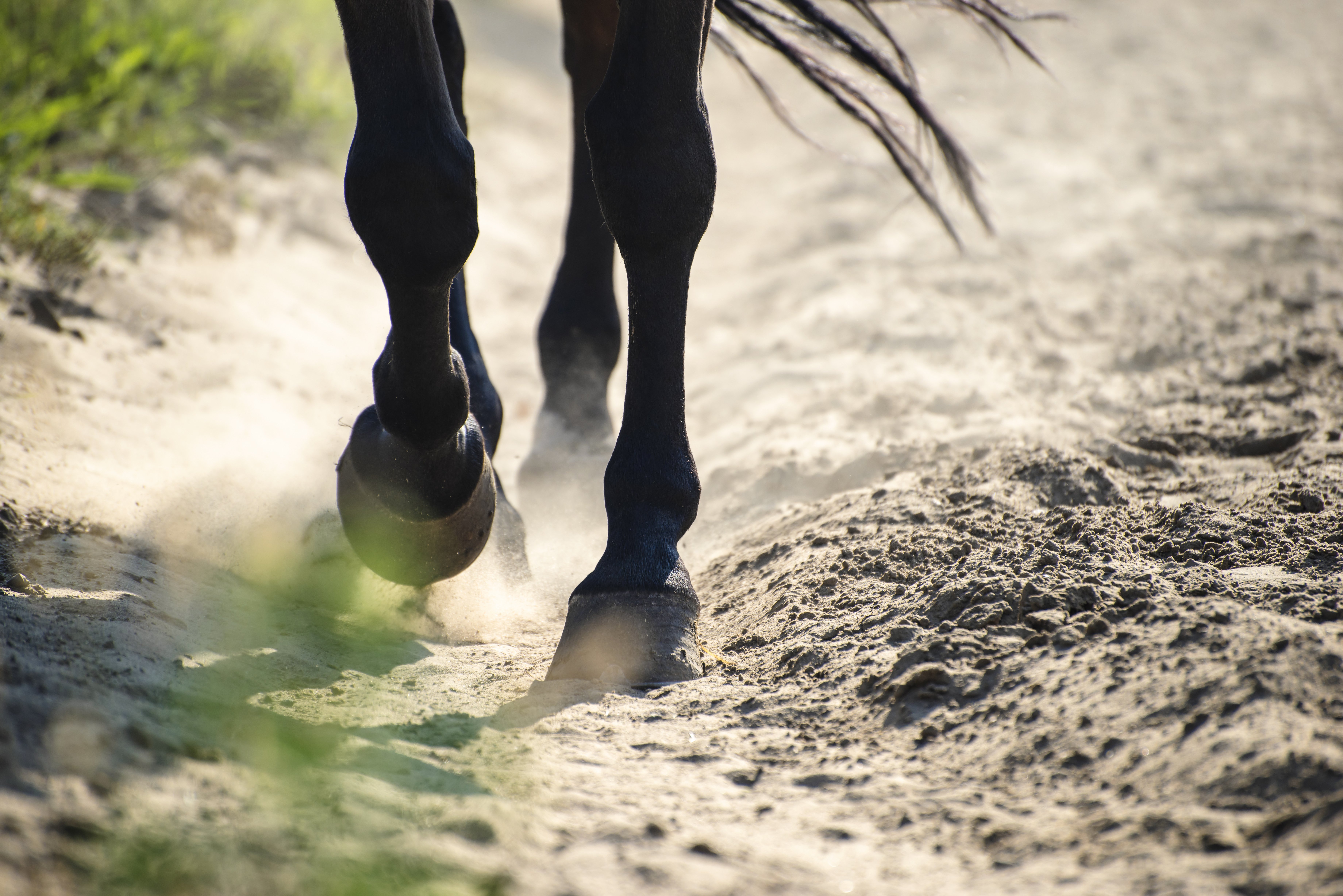 Signs of ulcers in horses - symptoms to watch out for