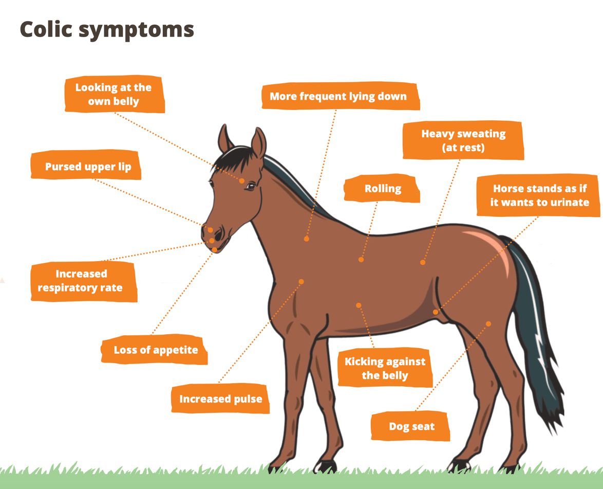La colique chez le cheval : 30 conseils d'urgence et de prévention