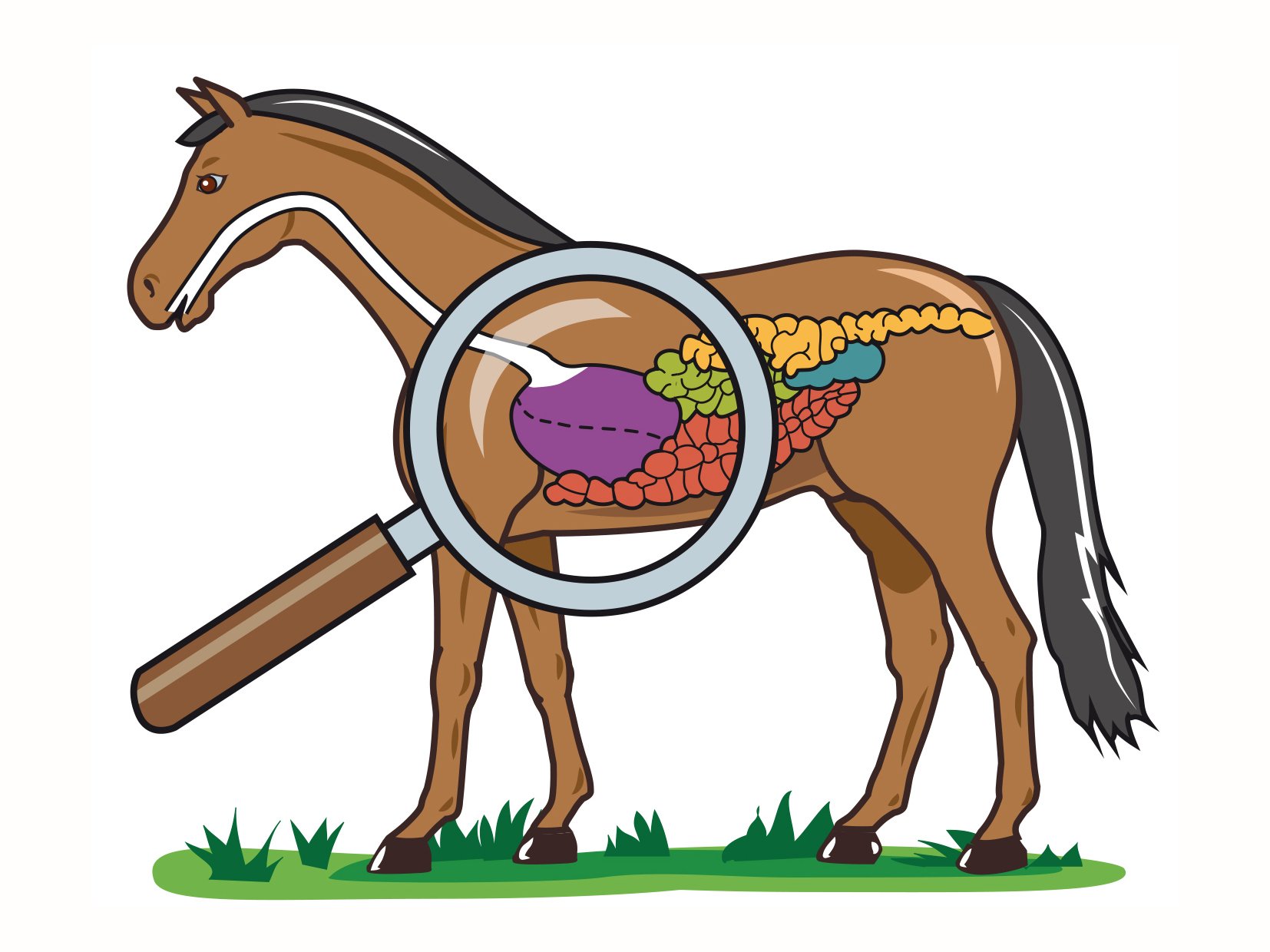 Kann die Fütterung die Magengesundheit des Pferdes beeinflussen?