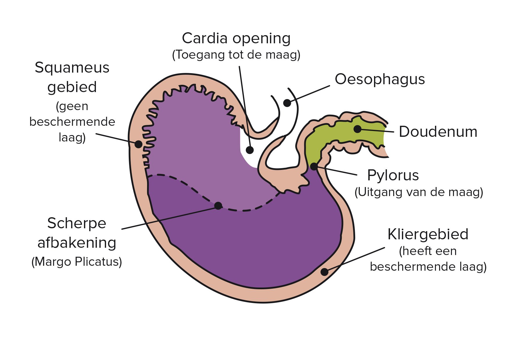 Diagnose: maagzweer bij een paard