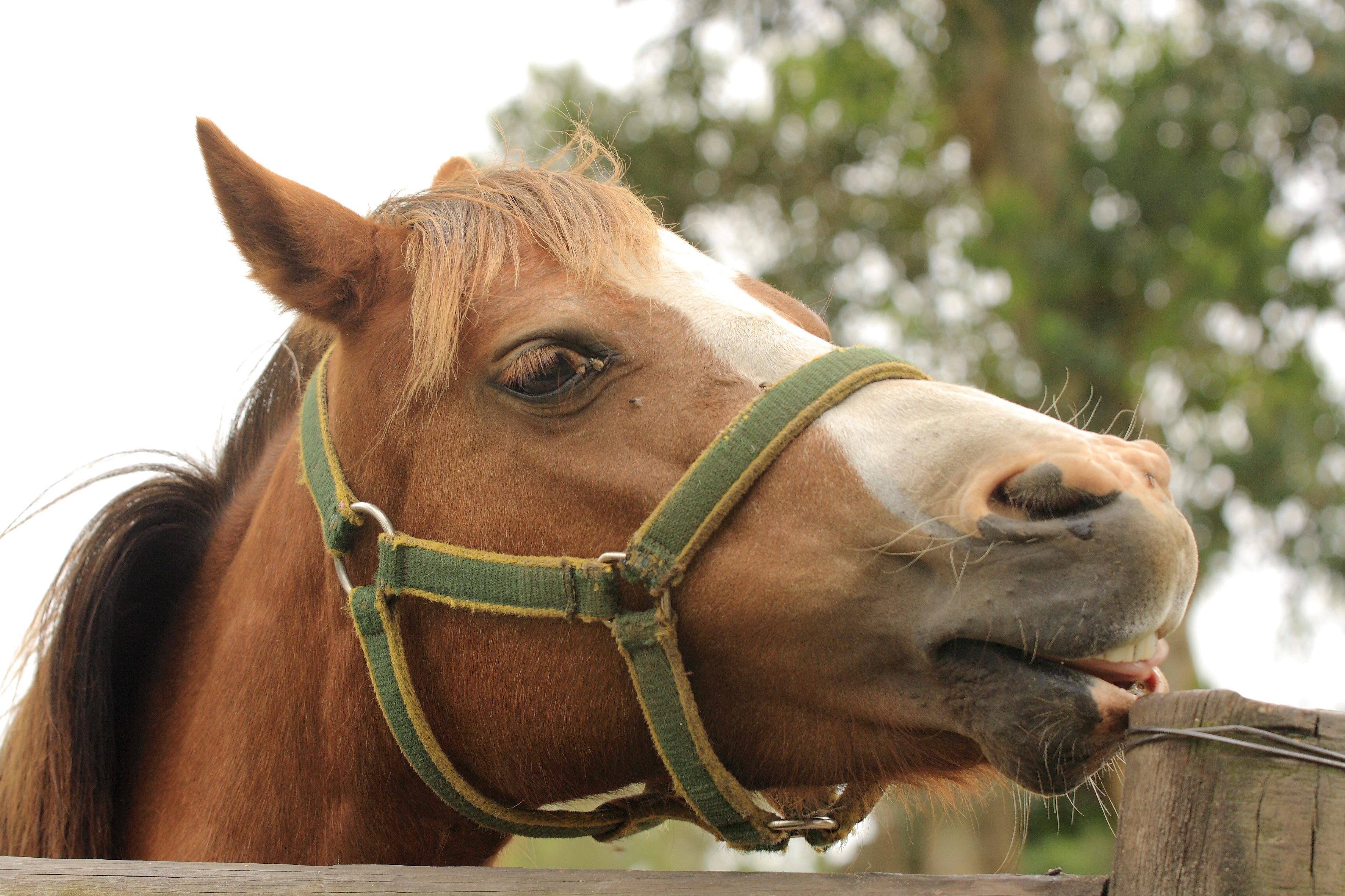 21 síntomas|Úlcera péptica en caballos|Reconocerlo y prevenirlo a tiempo