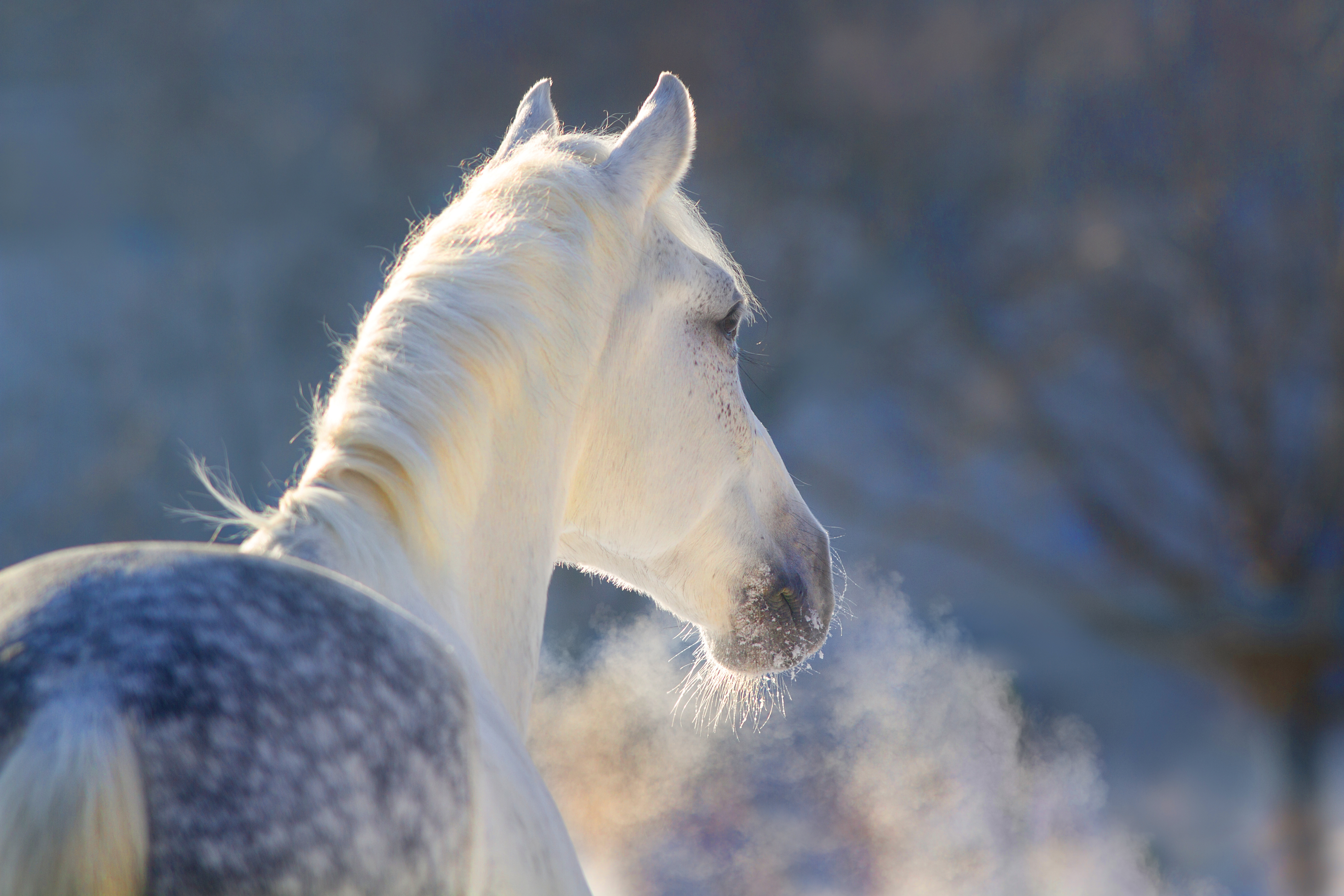 Wat zijn de voordelen van levende gist voor paarden met maagzweren?