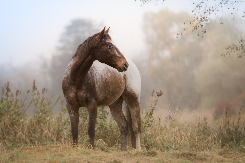 Mestwater, flatulentie: Als zuurvorming door stress een zorg wordt!