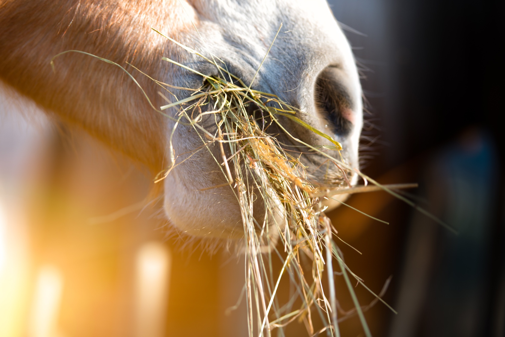 Bruce Goodin: Equine 74 Gastric is still allowing the food to do its Job!