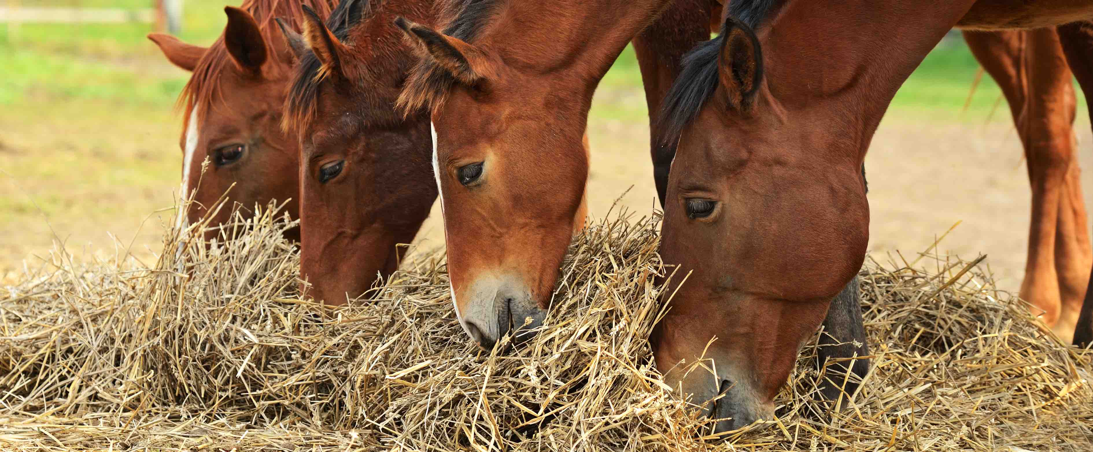 Futtermittel ABC für Pferde mit Magenproblemen [Kostenloser Download]