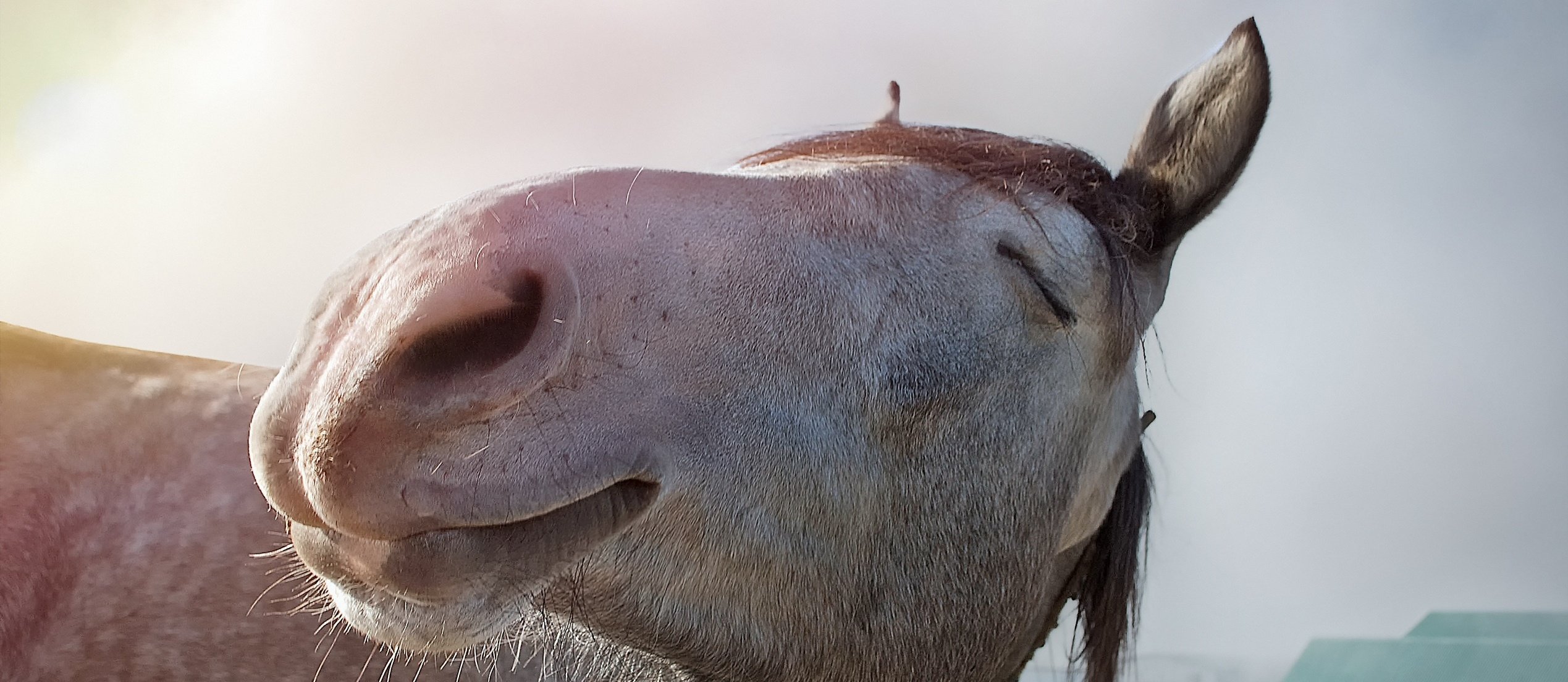 Four steps to ensure a satisfied, happy horse