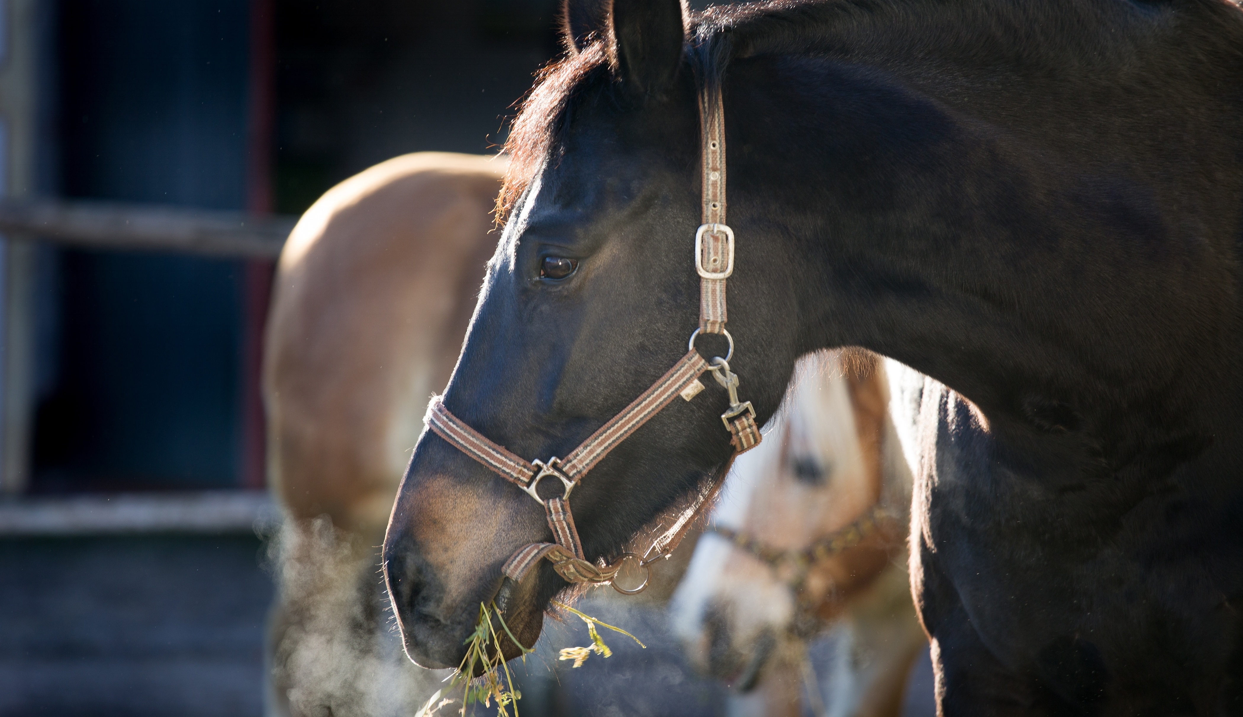 Diese Regel ist für die Fütterung von Magenpferden zu beachten!