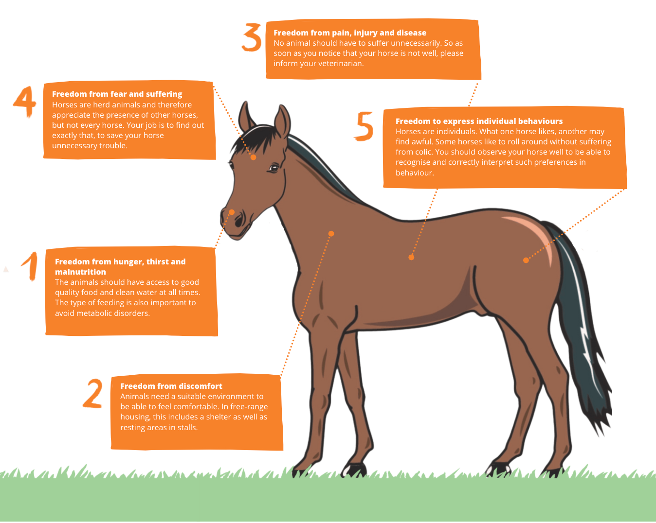 How do I avoid stress in the horse?